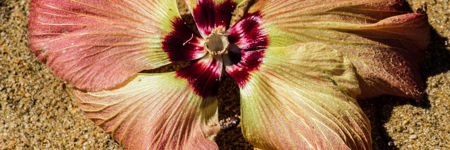 isit_justme_or (@melissabuckle) / Posts / X