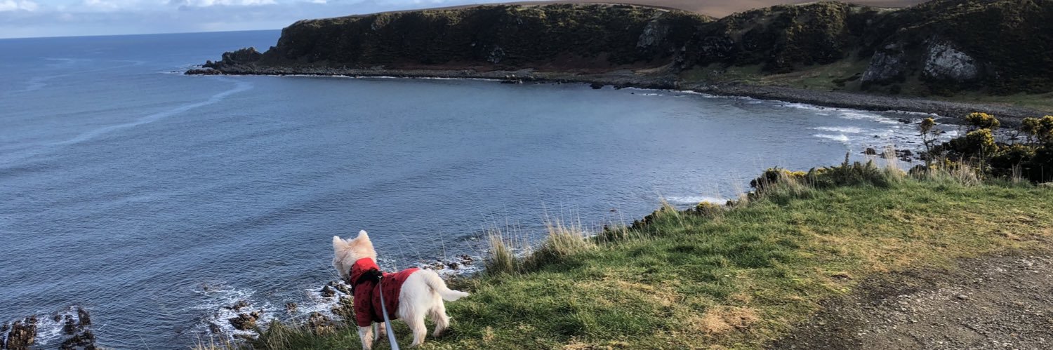 Neale and Fergus the Westie!! (@neale_morrison) / Posts / X