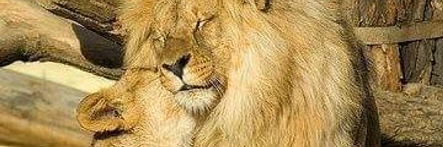 Simphiwe Radebe (@Psimy) / Twitter