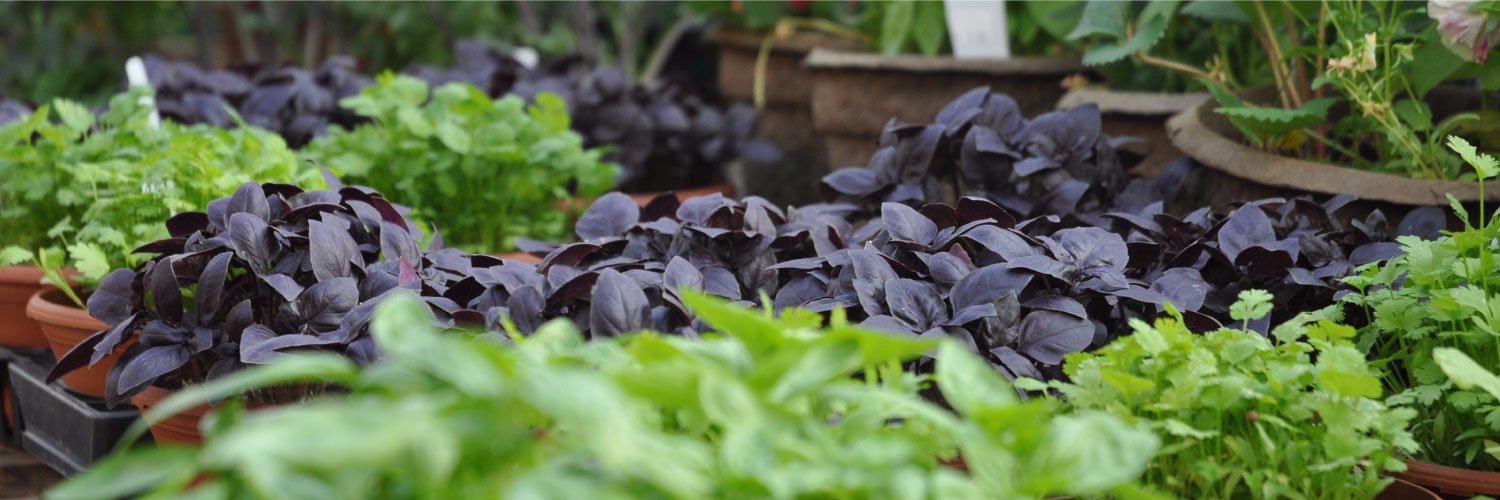 Sage Garden Herbs (@sagegardenherbs) / Posts / X