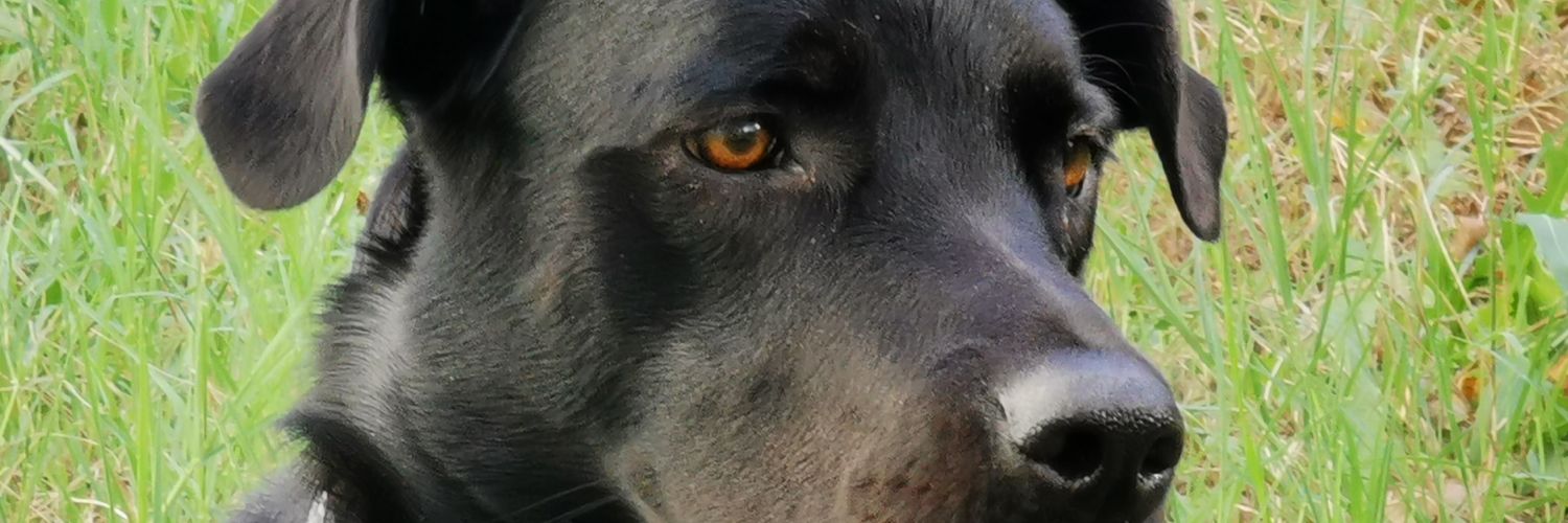 LIVECOUNTS.XYZ - Twitter Live Follower Count For Alişer Delek !⚡