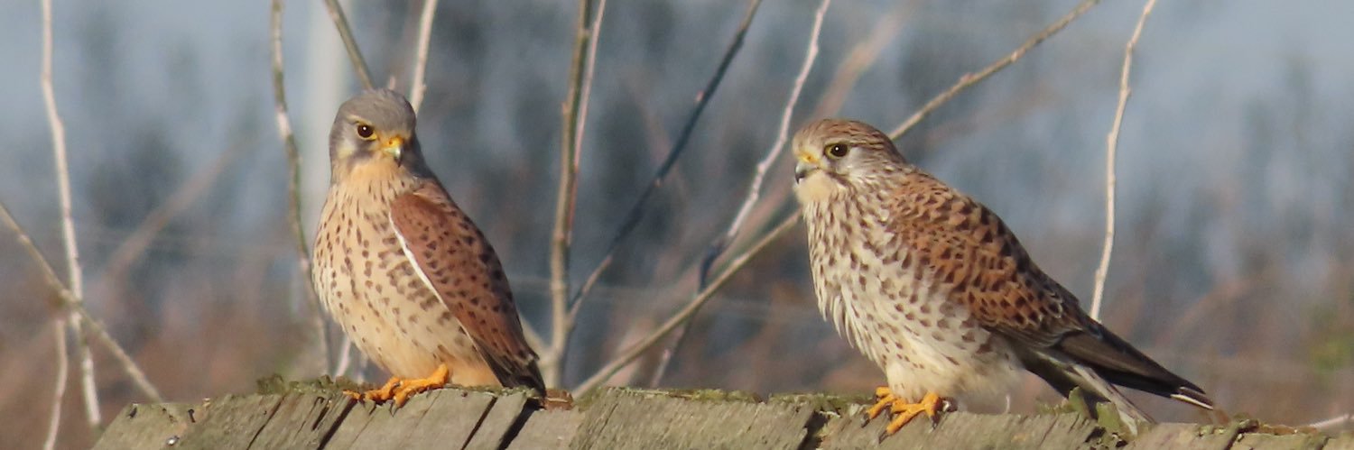 London Bird Club (@LondonBirdClub) / Posts / X