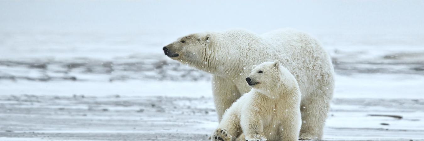 Save The Earth (@savetheearth) / Posts / X