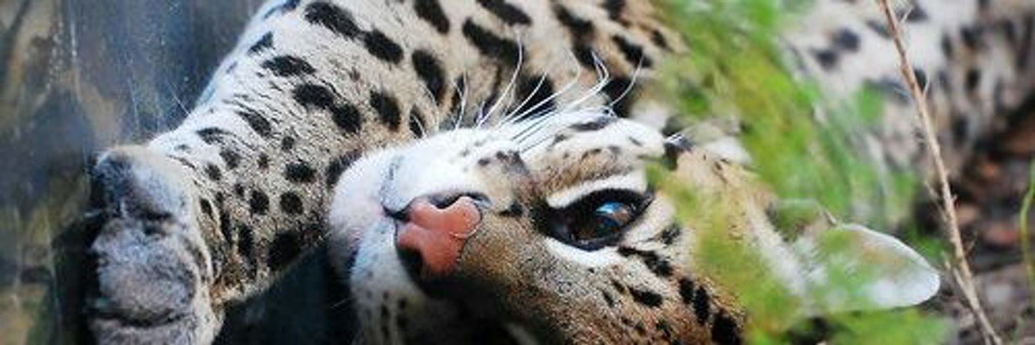 Sophie Ocelot Sophieocelotx Twitter