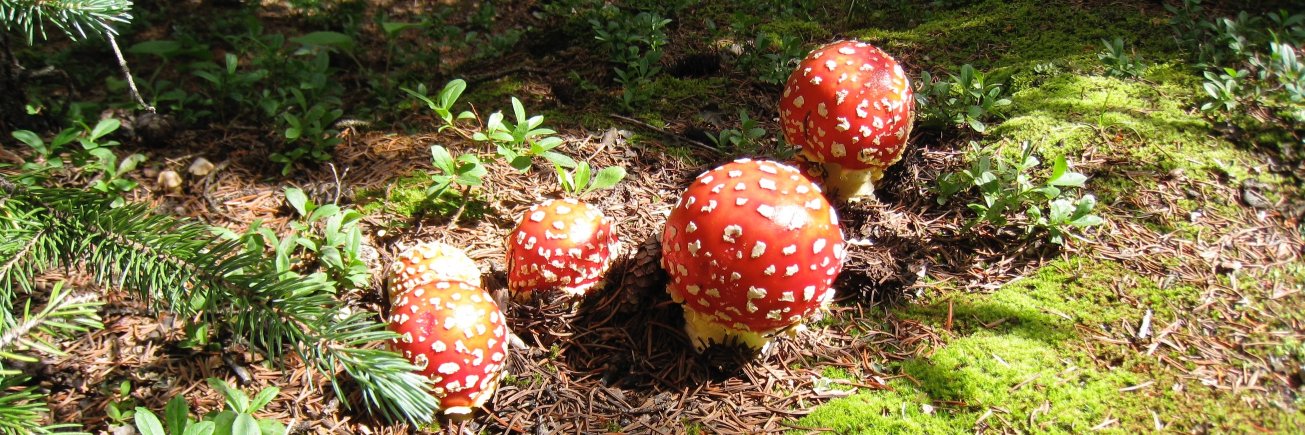 Nola's Fairy Garden (@NolaFairyGarden) / Posts / X