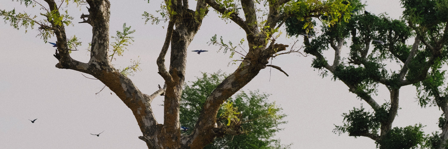 Ecosia (@ecosia) / Posts / X