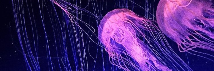 (普通の)ぴろまる (@piro_integral) / Posts and Replies / X