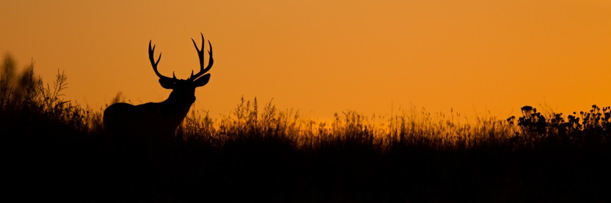 Gunpowder Magazine (@gunpowder_mag) / Posts and Replies / X