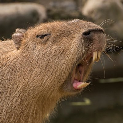 Capybara Mouth