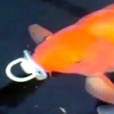 binky fish sunday (@FishBinkySunday) / Twitter