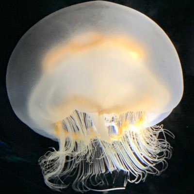 虹音@取引 (@usss_atr_tori) | Twitter