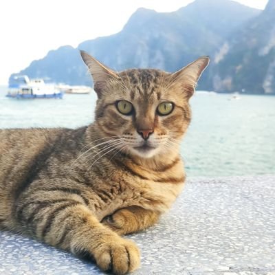 😵‍💫😵 on Twitter: "ห้ามแซวพุง😹" / Twitter