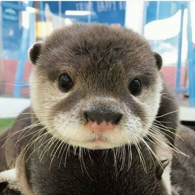 bokep indo vidio mesum terbaru 2 nontop on Twitter: "FULL BODY LIQUID MASSAGES bokep indo viral ...