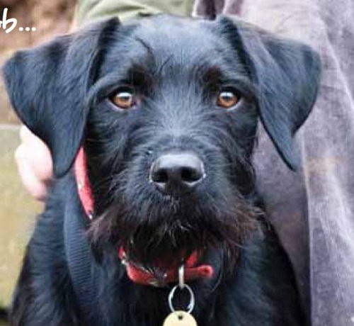 Bob The Dog (@Beardybobthedog) | Twitter