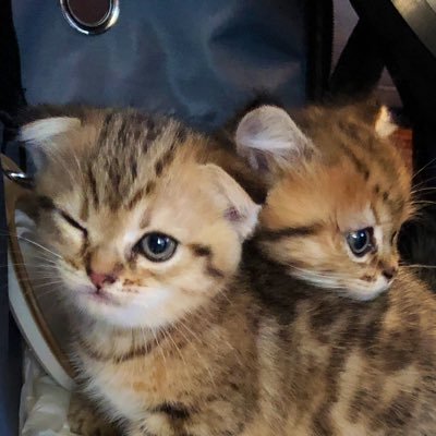 ビールねこ (@BEER_neko2) | Twitter