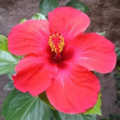 Ecos de La Tierra (@tierra_ecos) | Twitter