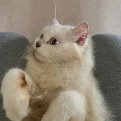 BOKEP INDO (@BOKEPIN9898) / Twitter