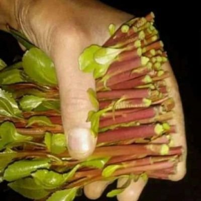 BOKEP INDO TERBARU on Twitter: "💮 أخت الجار ، المؤخرة الكبيرة 💮 💜 - الجزء الرابع - 💜" / Twitter