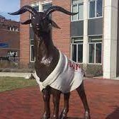 WPI Goats (@GoatsWpi) / Twitter