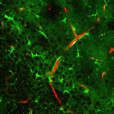 GliaLab (@GliaLab_UniOslo) / Twitter