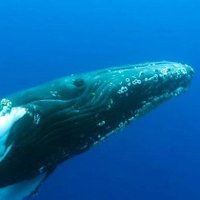 Dove (Kylux and Obikin shitpost lover) on Twitter: "@thegoldyloins I love drawing Hux with ...