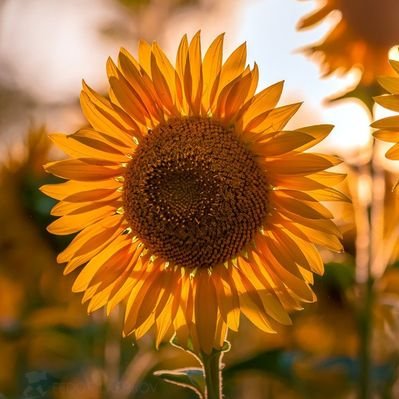 ms_sluttyVani on Twitter: "Video bokep / sex tape kalian ada berapa banyak coba?" / Twitter