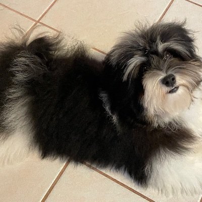 Black And Tan Havanese