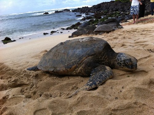 イチ (@ICHI_0601) | Twitter