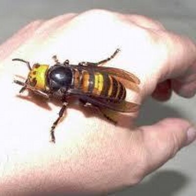 Tracker Jacker Sting