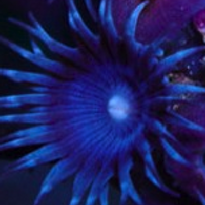 Rare Zoanthids (@zoanthids) | Twitter