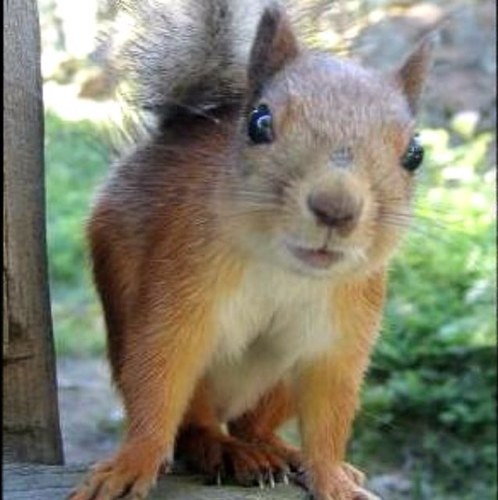 Sarah (@Squirrel_Chops) | Twitter