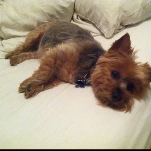 molly cull (@moll_cull) | Twitter