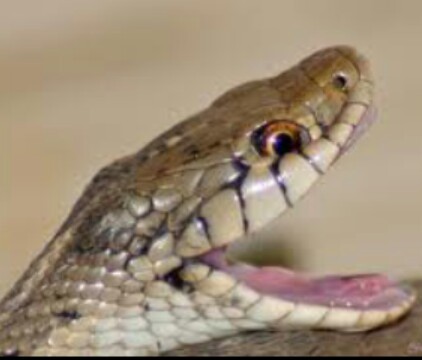 Laughing Snake (@Laughing_Snake) | Twitter