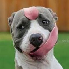 Tongue tastic (@Tongue_lol) | Twitter