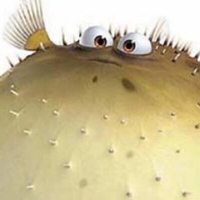 Blowfish Finding Nemo