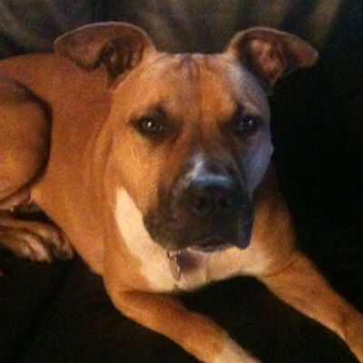 Olive My Love (@OliveOurLove) | Twitter