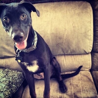 Cato the dog (@Cato_dog) | Twitter