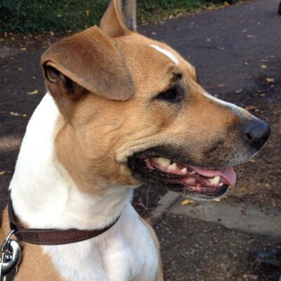 Panic Shack (@panicshack) / Twitter