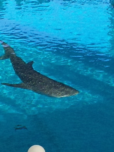 流チャン (@com_ryuchan) | Twitter