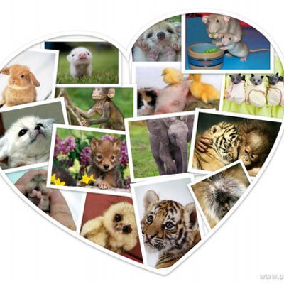 Love4Animals (@love4animalsorg) | Twitter