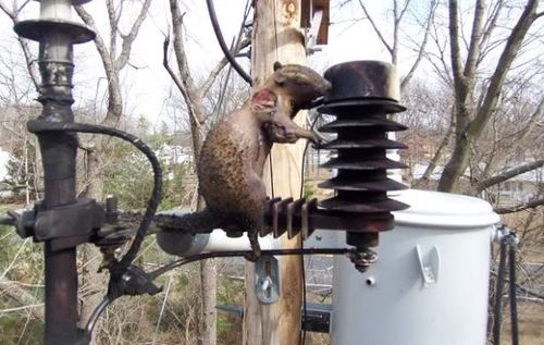 Electrocuted Squirrel