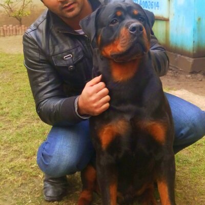 Are Rottweilers Devil Dogs