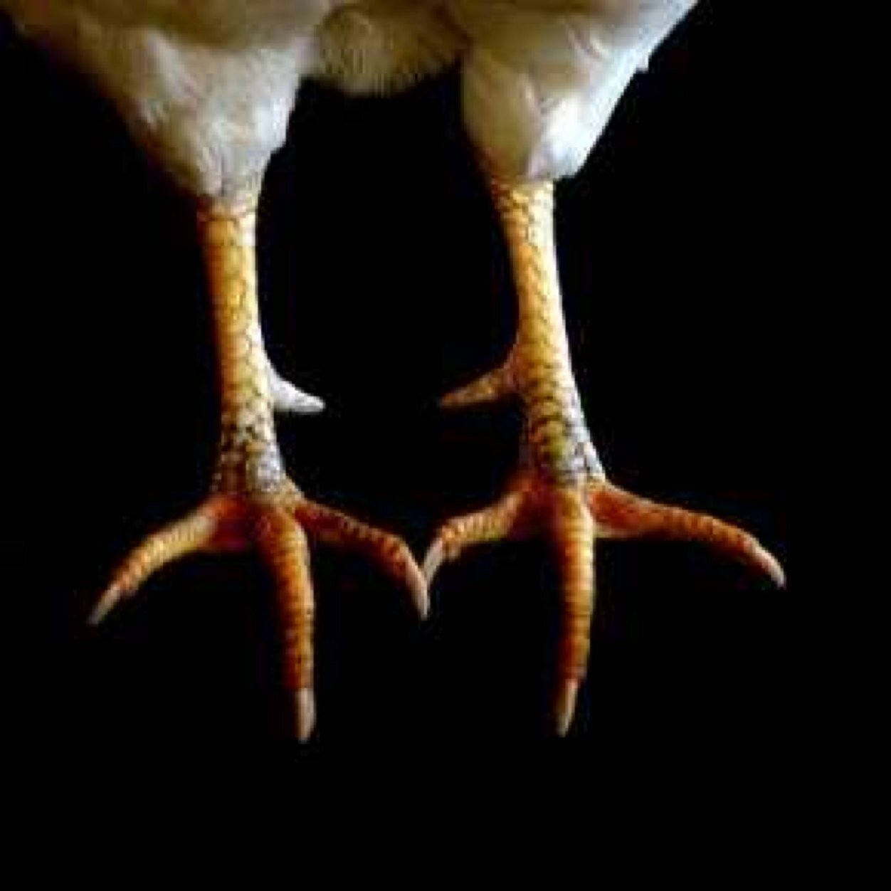 TIL a live chicken was given to Alice Cooper in concert. Thinking it ...