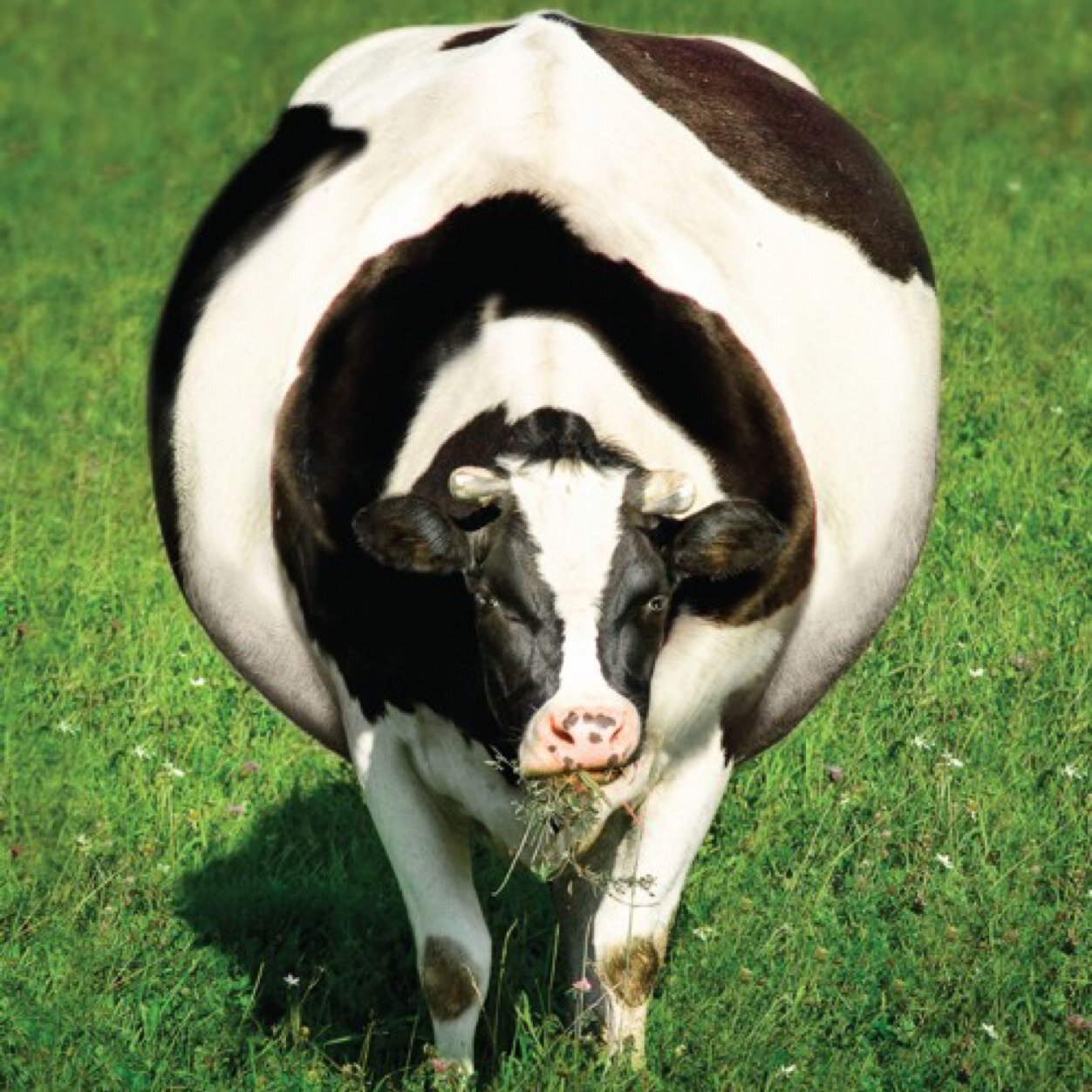 Obese Cow