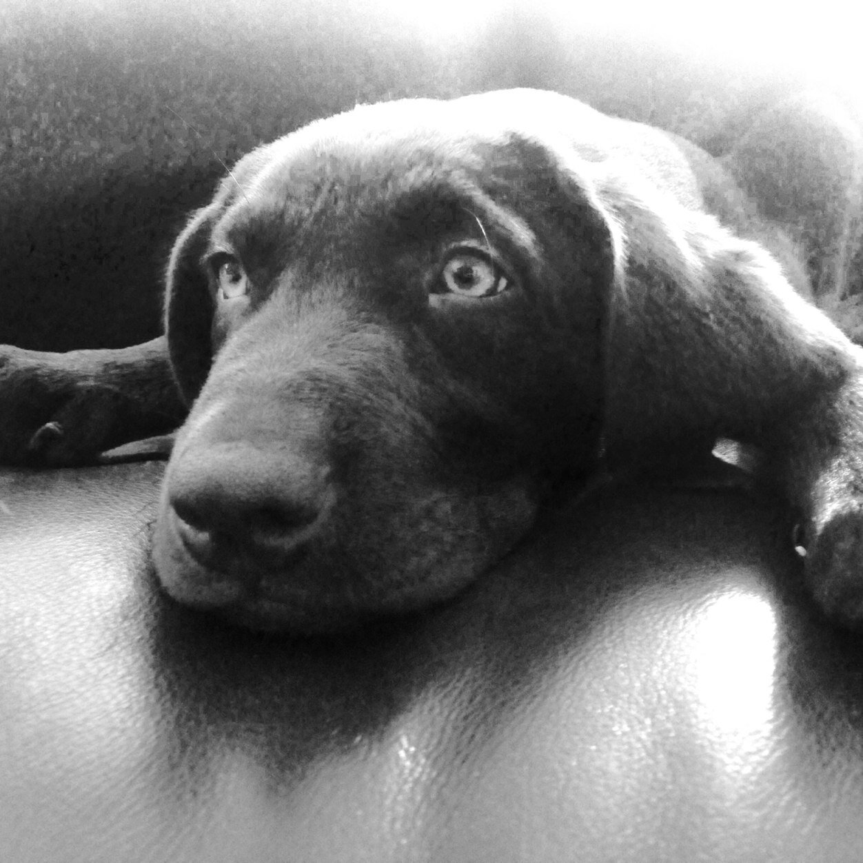 Lauri Levitt (@Lauri_Levitt) | Twitter