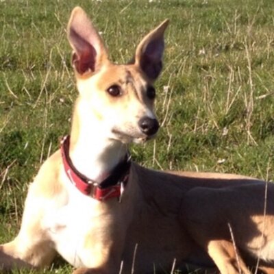 ruby roo (@rubythewhippet) | Twitter