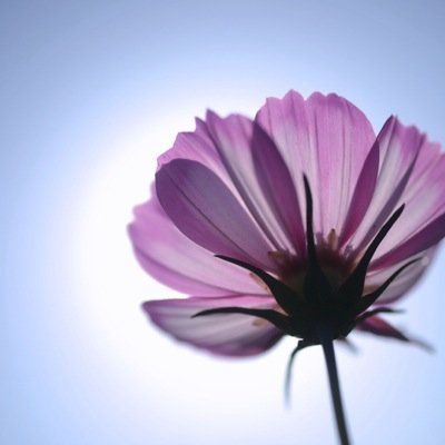 ALIOTH． (@ALIOTH_studio) | Twitter