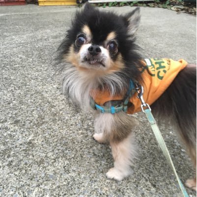 立場逆転？3匹の子ブタじゃなく3匹のオオカミの絵本が小児科にあった! | 話題の画像プラス