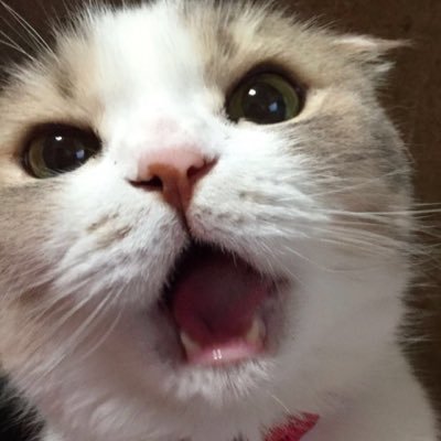 毛小桑 (@Moco_Rachel) | Twitter