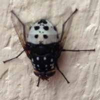 Nola Wallace on Twitter: "@GarthFoster7 @MargieJay50 @DamarioBonita @smh Many have migrated ...